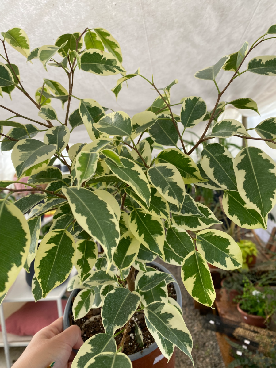 Ficus benjamina variegado – Verde Maceta