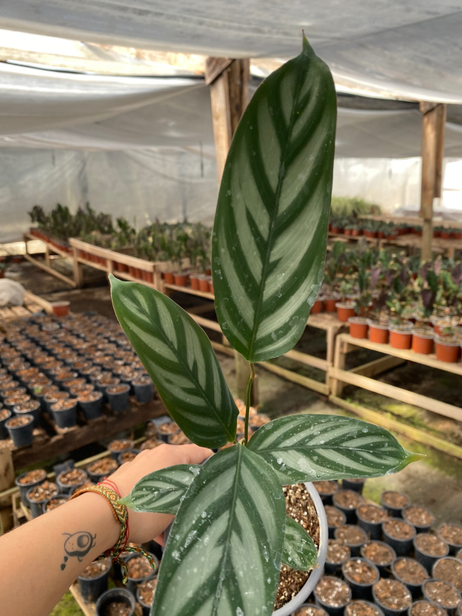 Calathea setosa – Verde Maceta